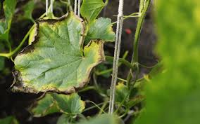 Calcium Ion Deficiency